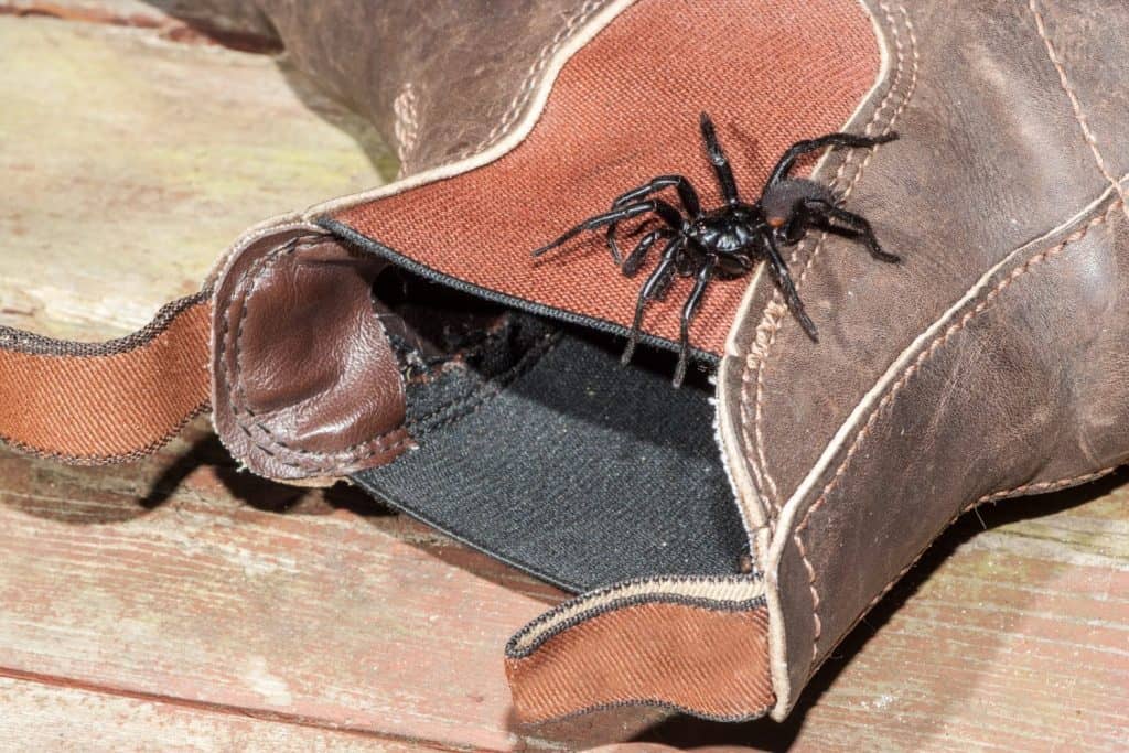 Meet the Big Boy Spider and Its Deadly Funnel Web Relatives - A-Z Animals