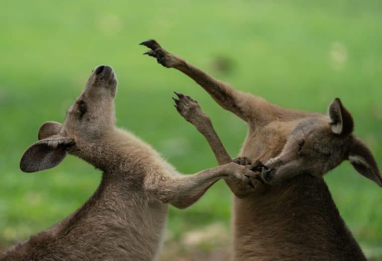 Two Kangaroos Turn a Quiet Trailer Park Into a Wild Boxing Ring - A-Z ...
