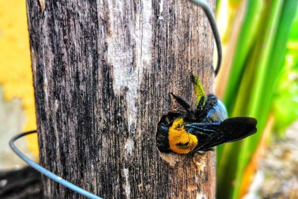 Meet the Woodworking Bee That Drills Holes and Doesn't Sting
