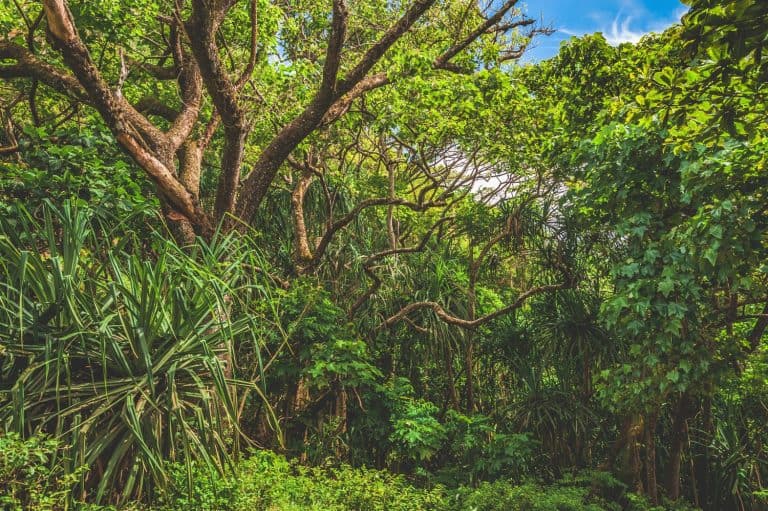 The Heartbreaking Last Song of the Now-Extinct Kauaʻi ʻŌʻō Bird - A-Z ...
