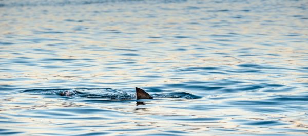 The Worst Shark Attacks in History - A-Z Animals