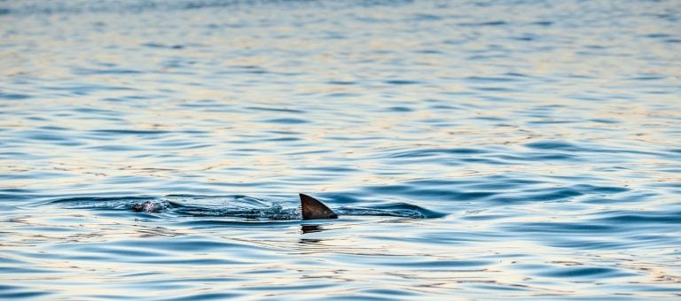The Worst Shark Attacks in History - A-Z Animals