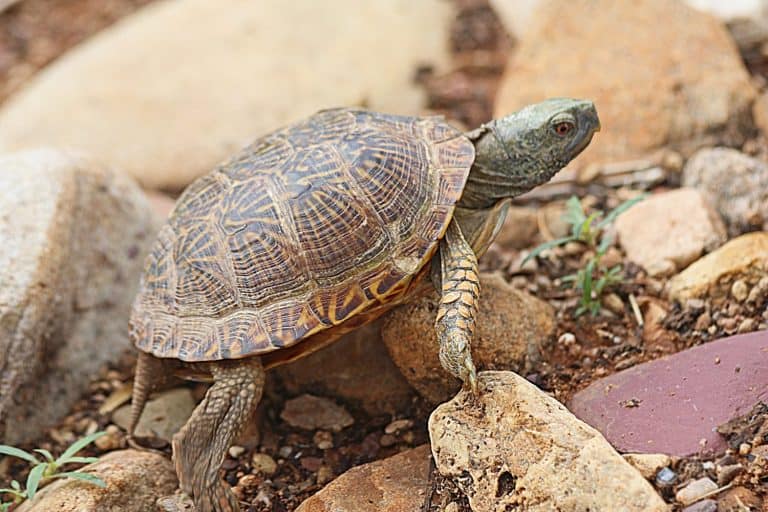 25 Turtles in Texas - A-Z Animals