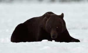 Who Hunts the Hunter? Animals That Prey on Bears - A-Z Animals
