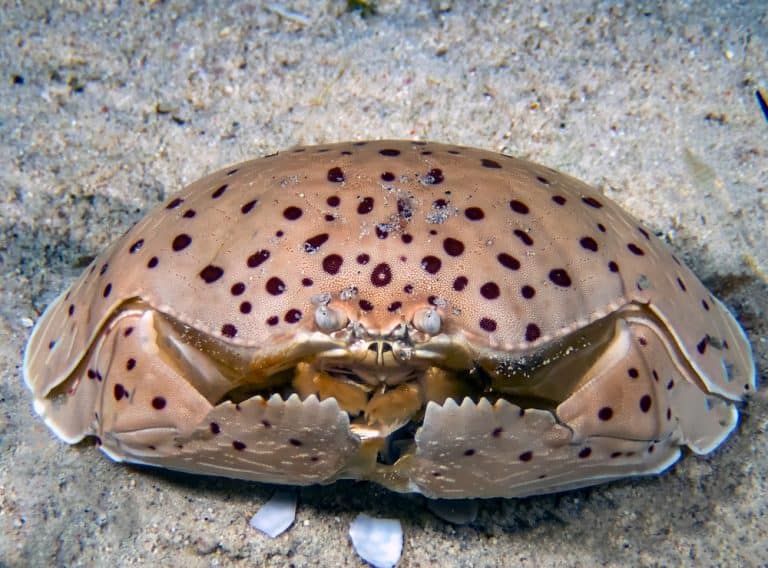 The Smooth Box Crab Proves Chivalry Isn't Dead