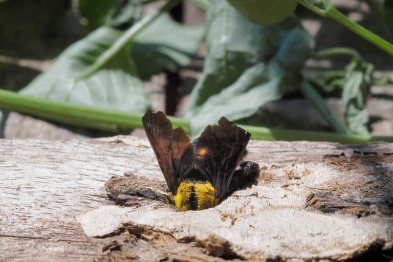 Meet the Woodworking Bee That Drills Holes and Doesn't Sting