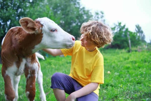 Why More People Are Turning to Cows for Comfort and Calm - A-Z Animals