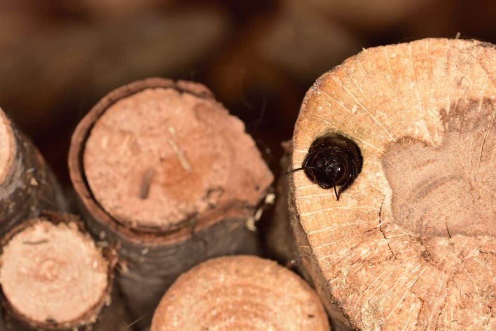 Meet the Woodworking Bee That Drills Holes and Doesn't Sting