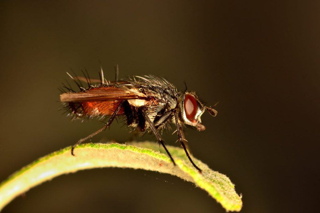 What Fuels a Fly? The Gross Truth About What Flies Eat - A-Z Animals