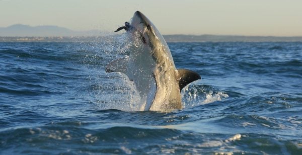 Rarely Seen Sharks That Call the Oregon Coastline Home - A-Z Animals