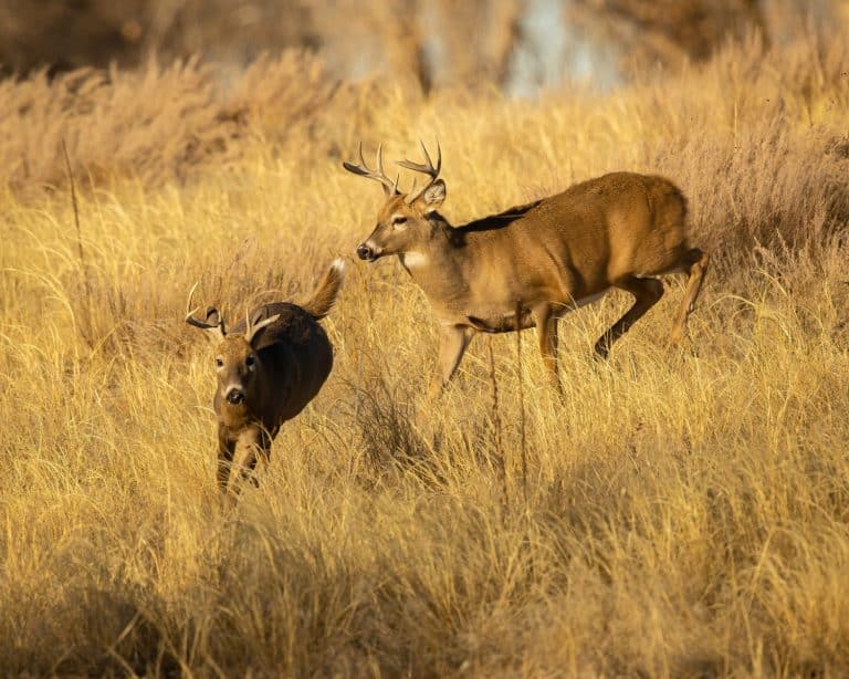 What Really Happens During Deer Rutting Season in the Wild - A-Z Animals