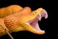 The Most Common (and Ridiculous) Snake Myths People Actually Believe ...