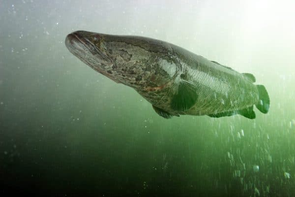 This Predatory Fish Can Grow to a Whopping Three Feet Long - A-Z Animals