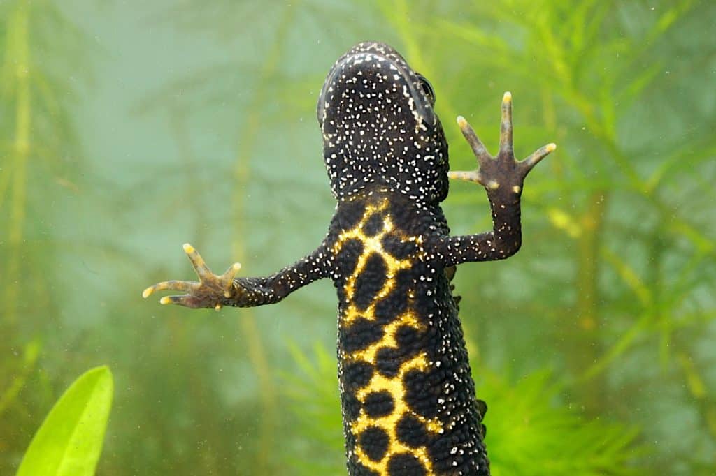 What Do Newts Eat? A Guide to Their Amphibian Appetite - A-Z Animals