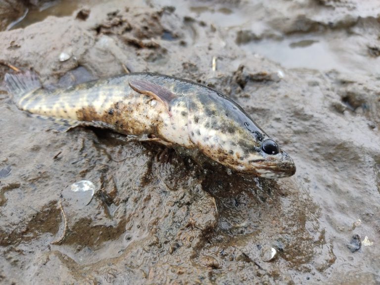 This Predatory Fish Can Grow to a Whopping Three Feet Long - A-Z Animals
