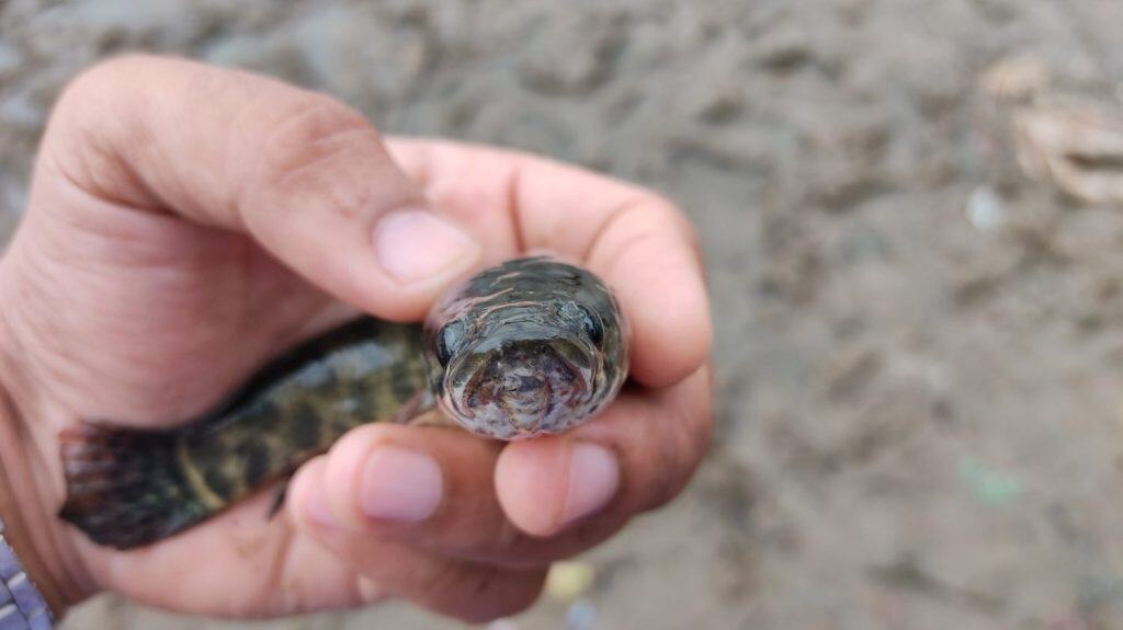 This Predatory Fish Can Grow to a Whopping Three Feet Long - A-Z Animals