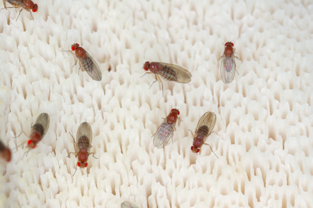 Love on Display: Inside the Wild World of Lekking - A-Z Animals