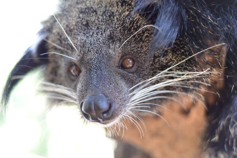The Curious Reason Binturongs Smell Like Popcorn - A-Z Animals