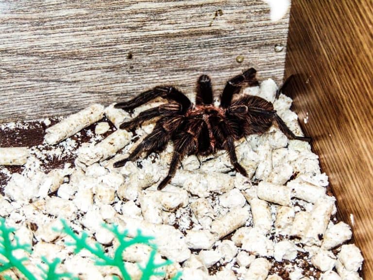 A Complete Wildlife Guide to Joshua Tree National Park - A-Z Animals