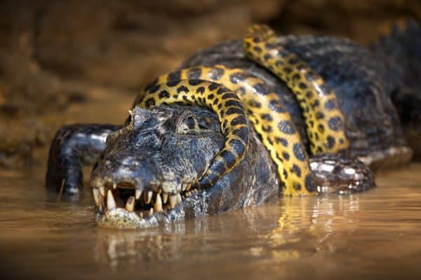 The Anaconda Diet, from Tiny Fish to Massive Mammals - A-Z Animals