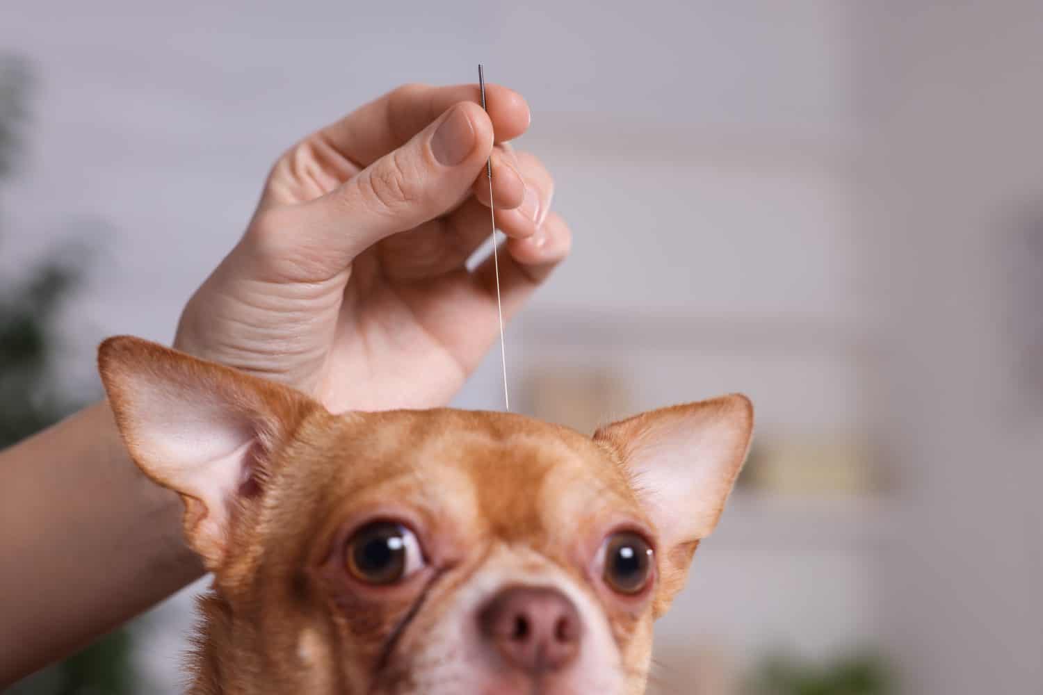 How Acupuncture Could Transform Your Pet’s Health - A-Z Animals