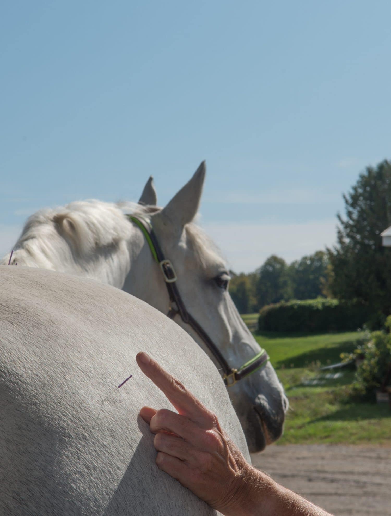 How Acupuncture Could Transform Your Pet’s Health - A-Z Animals