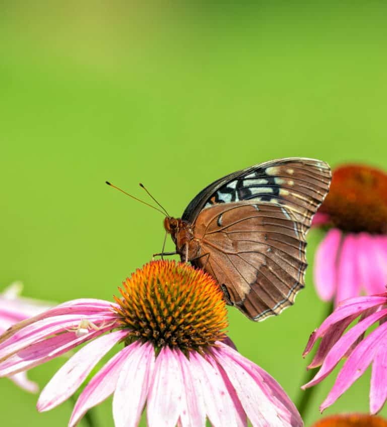Why Butterflies Are Slowly Disappearing from North America - A-Z Animals