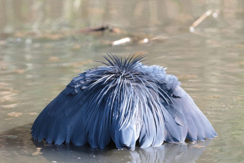 The African Bird That Tricks Fish with a Shadow Umbrella - A-Z Animals