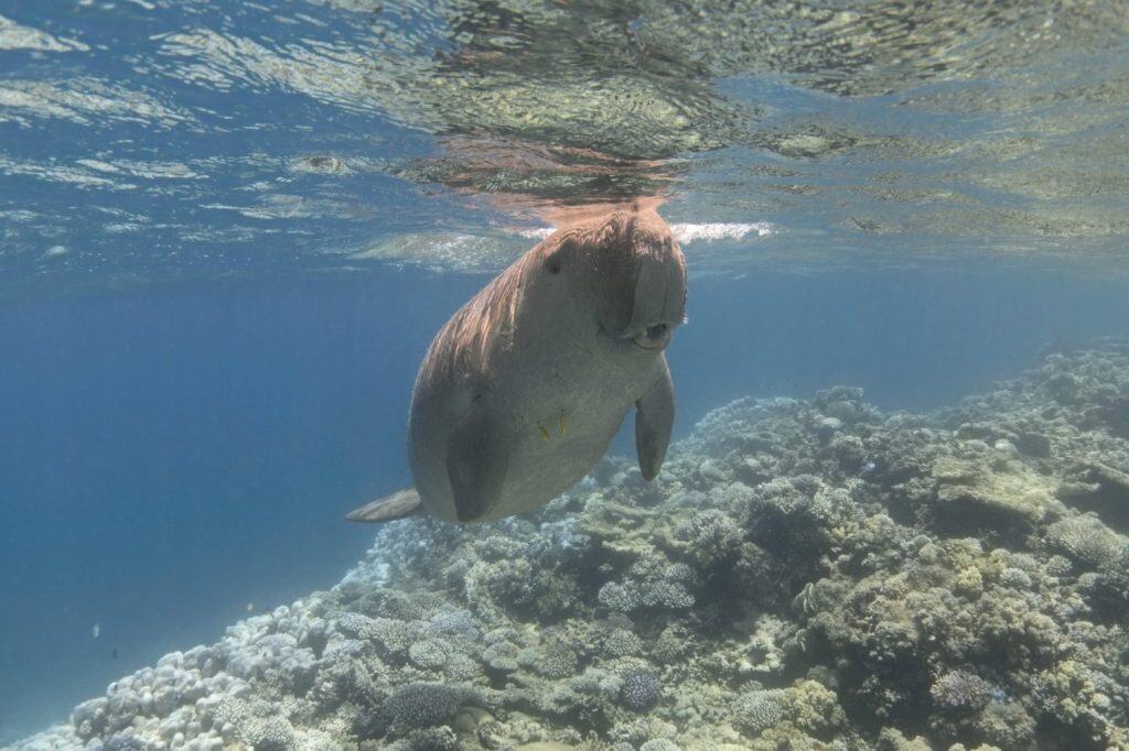 Why Dugongs Look Like Ocean Floor Vacuum Cleaners - A-Z Animals