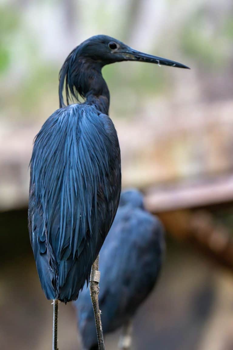 The African Bird That Tricks Fish with a Shadow Umbrella - A-Z Animals