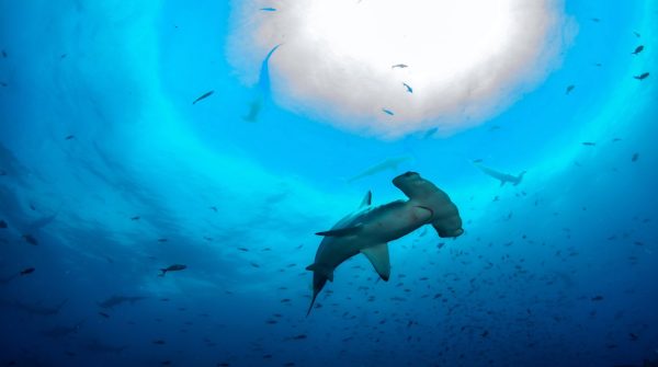 10 Jaw-Dropping Shark Facts That Will Change the Way You See Them
