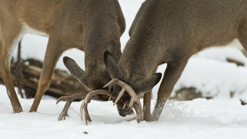 Why Male Deer Become Aggressive During Rut Season in Kansas