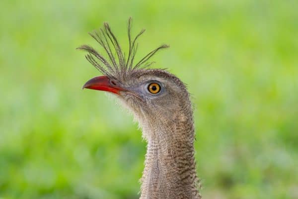 Why Red-Legged Seriemas Slam Snakes Into the Ground Before Eating Them ...