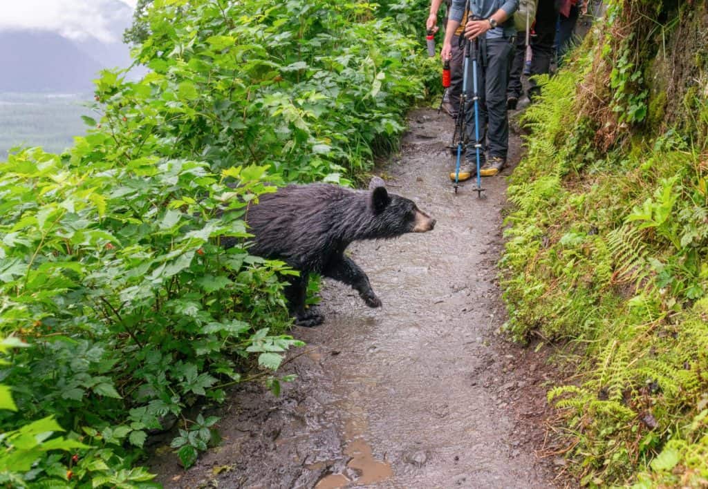 Who Hunts the Hunter? Animals That Prey on Bears - A-Z Animals