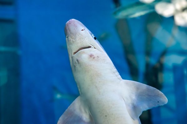 Truly Fascinating Facts About Great White Sharks - A-Z Animals