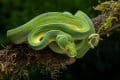 Inside the Python Digestive System That Can Melt Bones - A-Z Animals