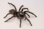 This Massive Funnel-Web Spider Is Named After Chris Hemsworth - A-Z Animals