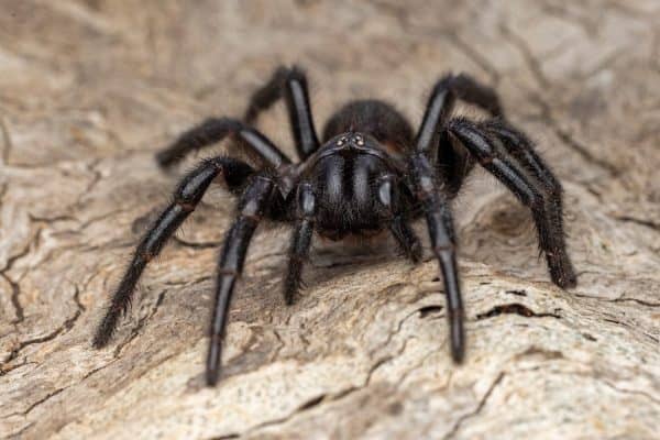This Massive Funnel-Web Spider Is Named After Chris Hemsworth - A-Z Animals