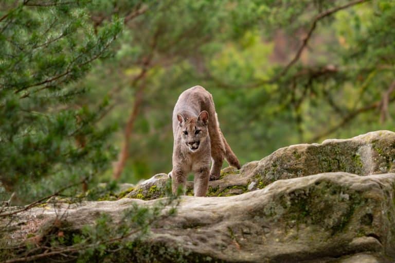 These are the Most Commonly Spotted Animals at Redwood National Park ...
