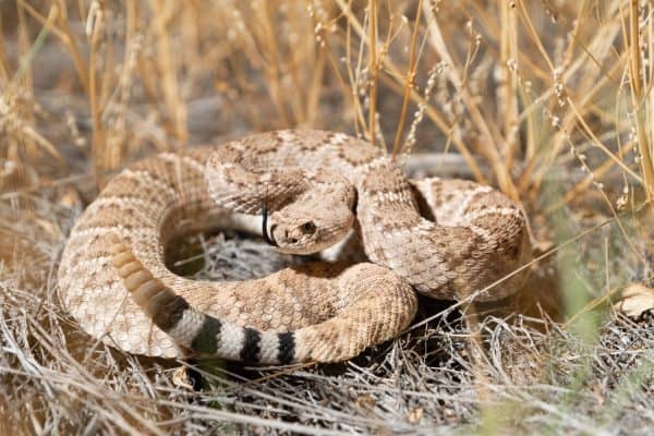 What Snakes Live in Montana? 6 Huge Serpents You May Encounter - A-Z ...