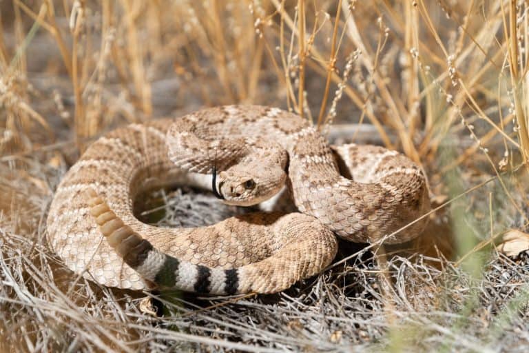 A Snake Catcher Discovered the Biggest Rattlesnake You've Ever Seen ...