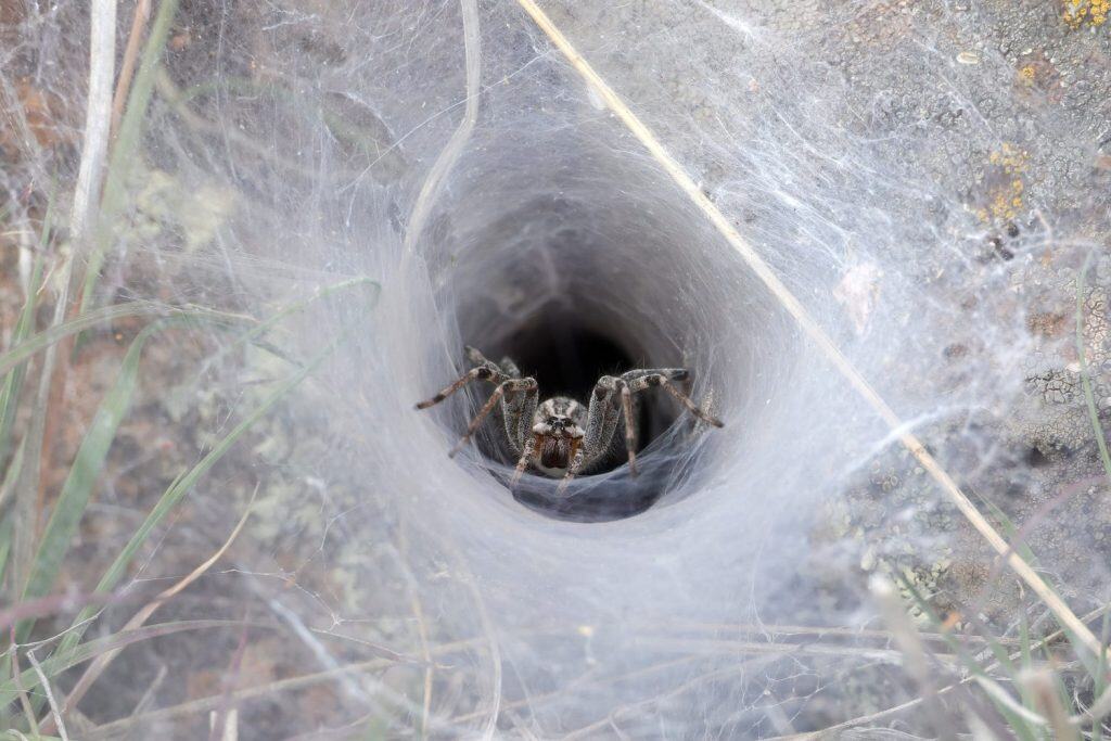Meet the Big Boy Spider and Its Deadly Funnel Web Relatives - A-Z Animals