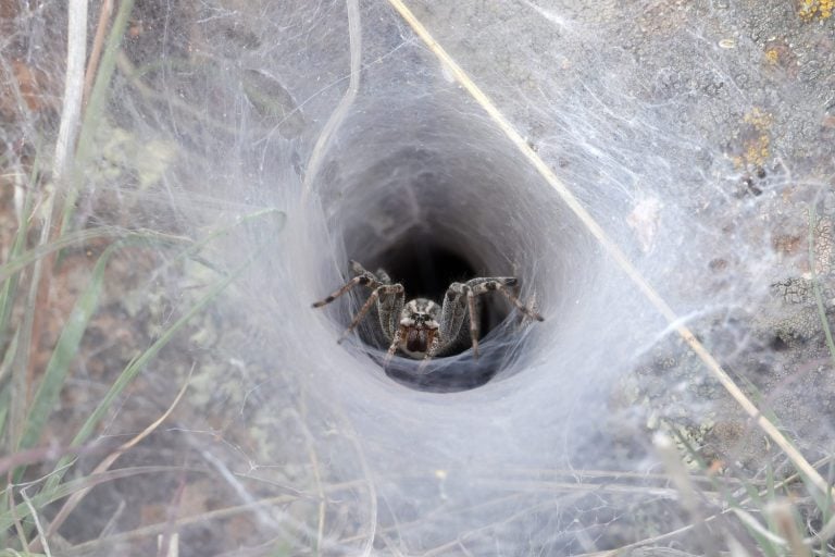 Meet the Big Boy Spider and Its Deadly Funnel Web Relatives - A-Z Animals