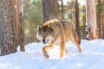 Wolves Can Swim for Miles Thanks to This Unique Feature - A-Z Animals
