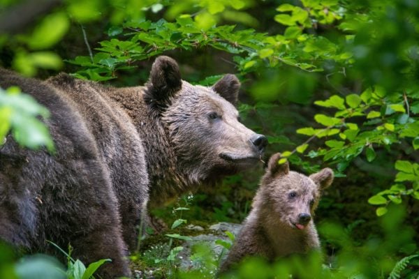 Who Hunts the Hunter? Animals That Prey on Bears - A-Z Animals