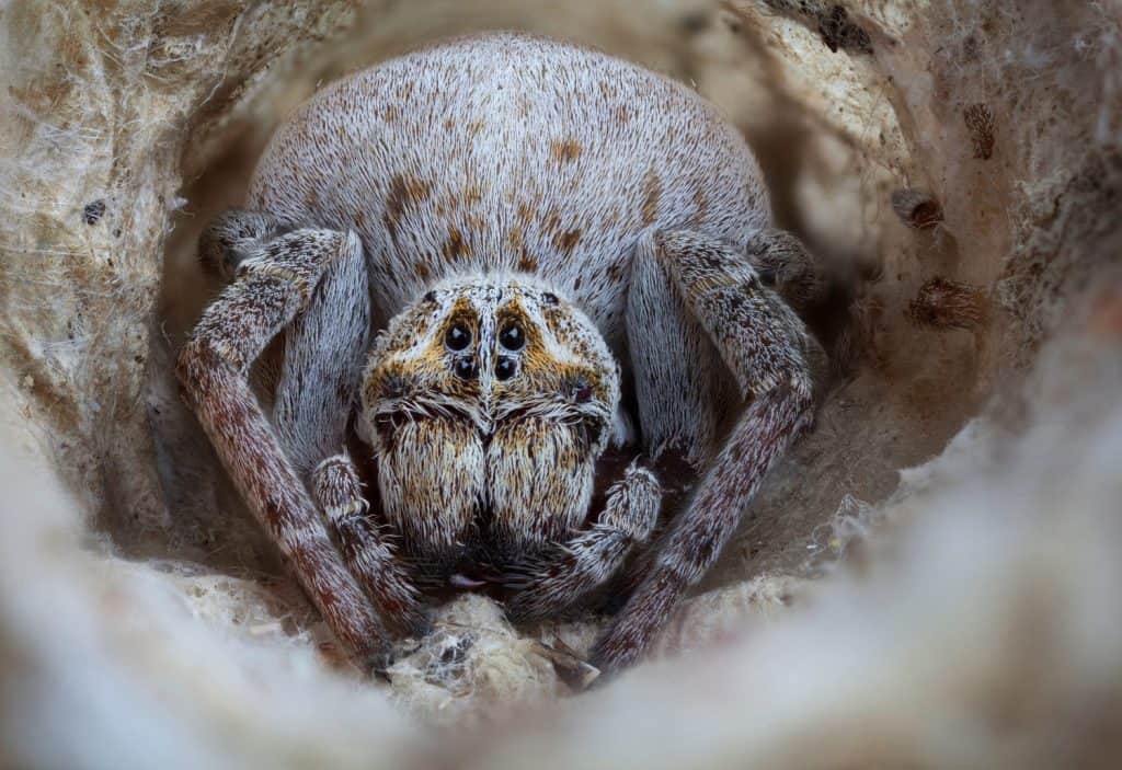 10 Animals That Give Birth and Then Die - A-Z Animals