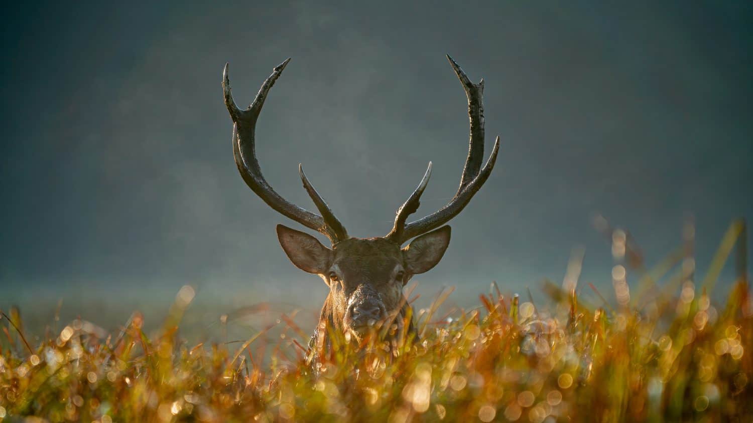 The Startling Violence of Rutting Season - A-Z Animals