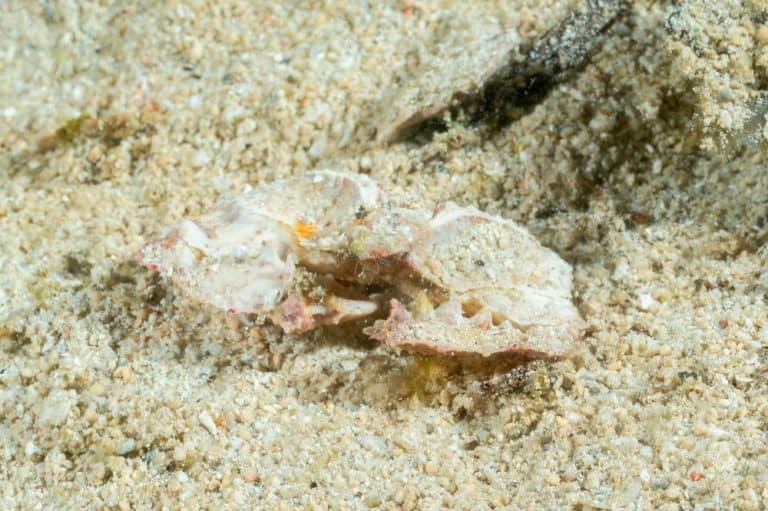 The Smooth Box Crab Proves Chivalry Isn't Dead