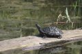 25 Turtles in Texas - A-Z Animals