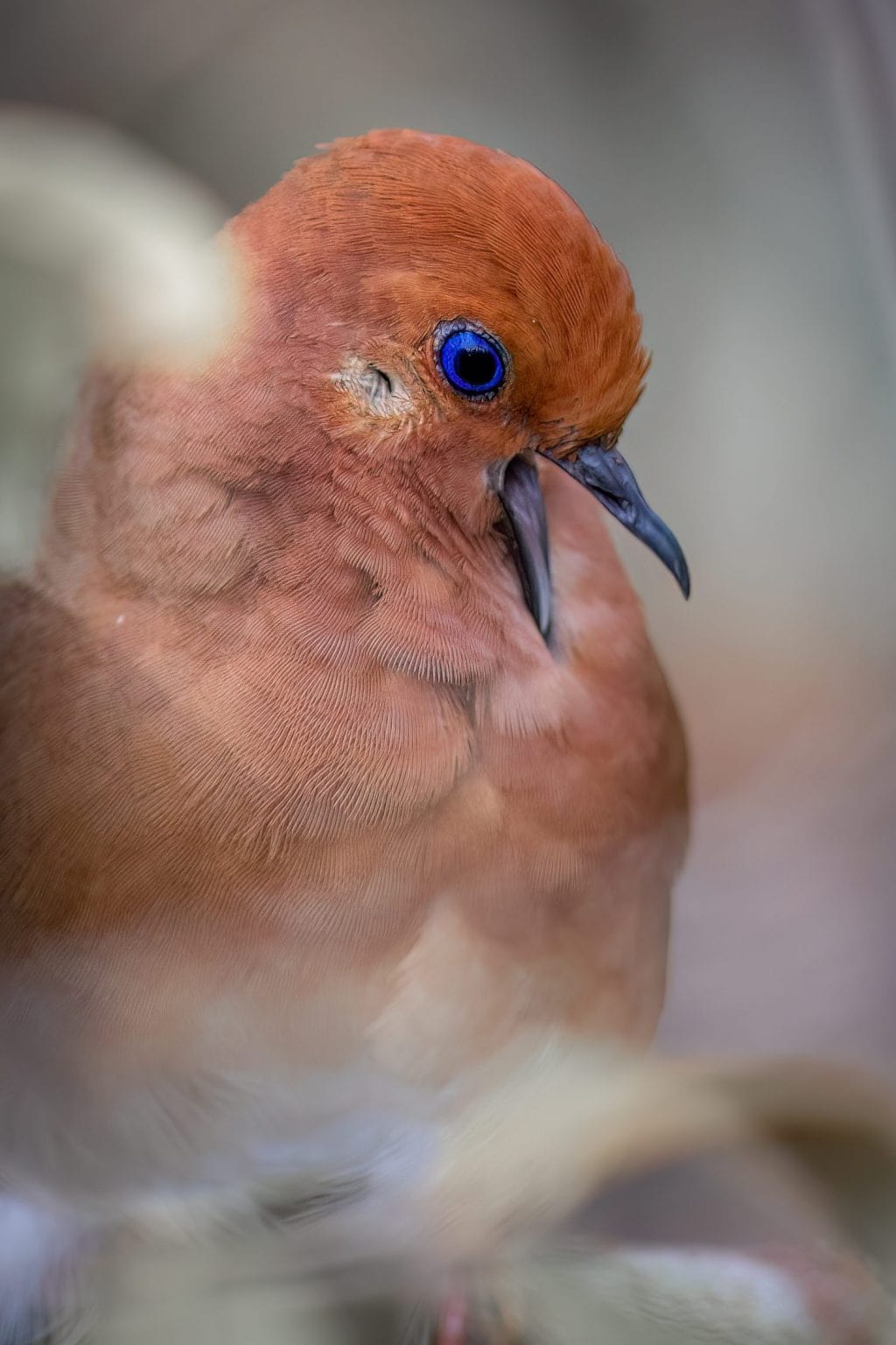 This Tiny Blue-Eyed Bird Was Once Thought to Be Extinct